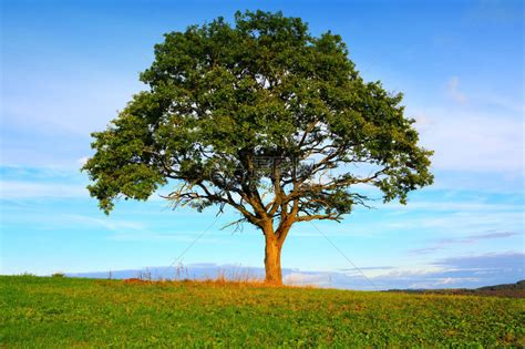 绿地上的树在蓝天高清图片下载 正版图片503323631 摄图网