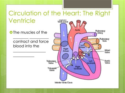 Ppt Circulatory System Powerpoint Presentation Free Download Id