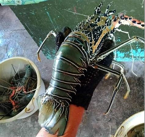 အစိမ်းရောင်လမ်း ပြည်ပစျေးကွက်ဝင်ကျောက်ပုစွန် မွေးမြူရေး ၁