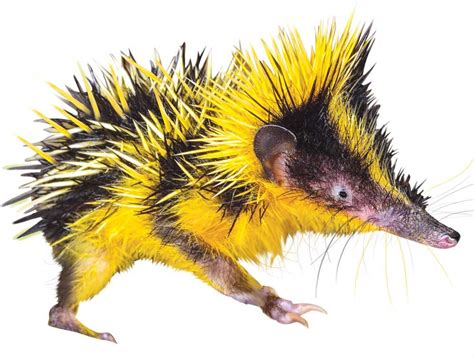 Lowland Streaked Tenrec