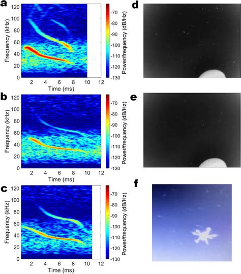 Example Spectrograms And Thermal Imagery Of Echolocation Calls Recorded