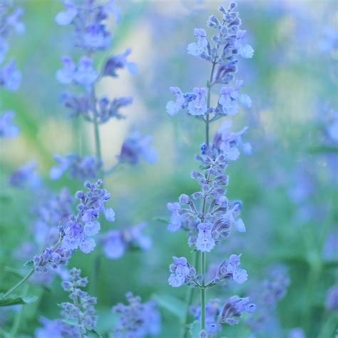 Salvia Azurea Blue Sage Siteone