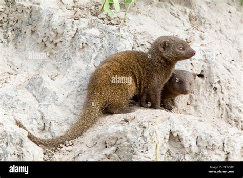 Southern Dwarf Mongoose Dwarf Mongooses Helogale Parvula Dwarf