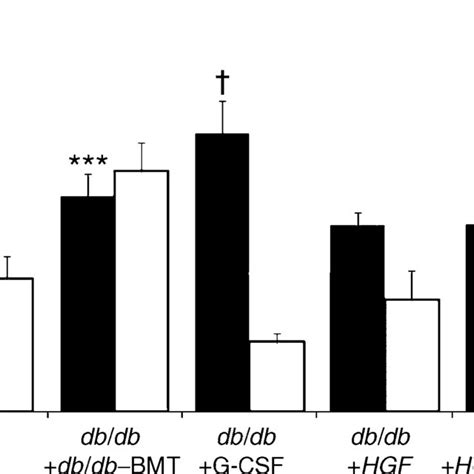 glomerular sclerosis in db db bmt and db db mice representative
