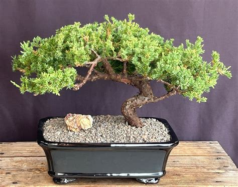 Juniperus Procumbens Nana Lyons Bonsai Is Procumbens Nana Juniper