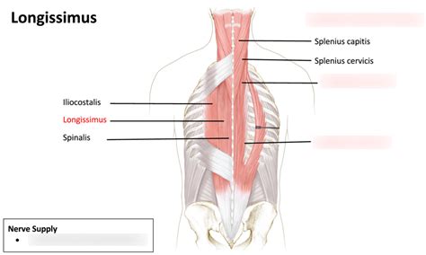 Longissimus Capitis