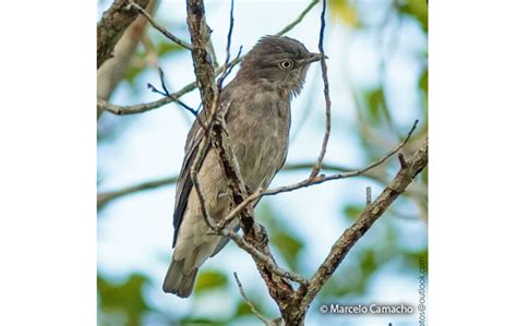 Pompadour Cotinga Xipholena Punicea Peru Aves