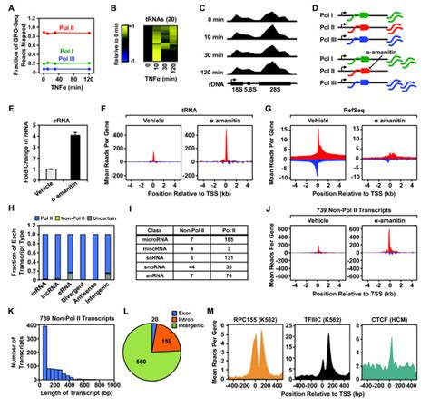 Pol I Ii And Iii Transcription In Ac16 Cells In Response To Tnfα