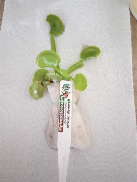 African Werewolf Venus Flytrap Dionaea Pictures Mi Flytraps