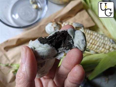 Foraging Corn Smut Huitlacoche And How To Cook It Unruly Gardening