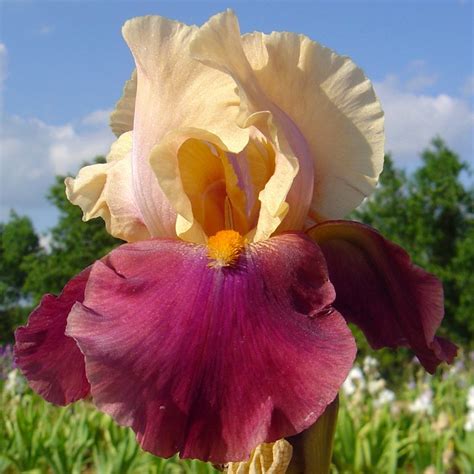 Syncopation Iris Bertrand