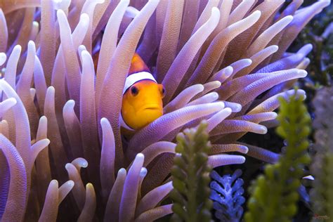 Clownfish In Anemone Wallpaper