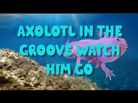 Axolotl Groove Original Ai Song Lyrics Youtube