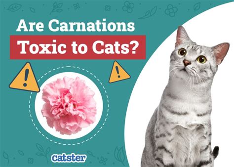 Does Catnip Calm Cats Vet Approved Facts How It Works And Faq Catster