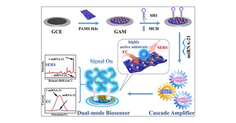 Polyhedral Au Nanoparticle Moox Heterojunction Enhanced Ultrasensitive Dual Mode Biosensor For
