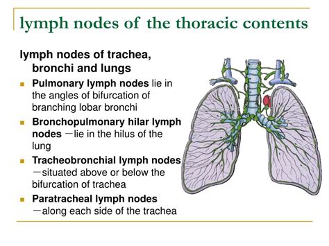 Ppt Thorax Powerpoint Presentation Free Download Id 628150