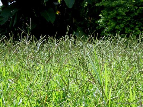 Paspalum Notatum Guia Completo De Características Cuidados E Usos