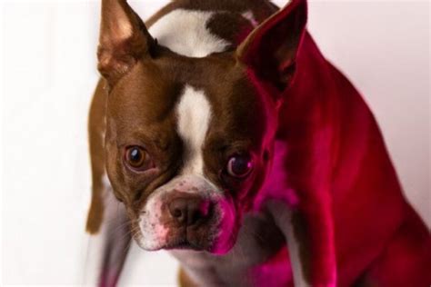 13 Boston Terrier Colors All Shades And Combinations