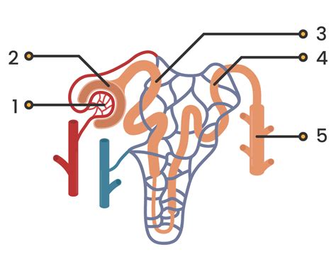 Detail Nefron Dan Bagian Bagiannya Koleksi Nomer 20