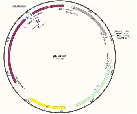 Pgex 3x Plasmidpgex 3xpgex 3x Plasmidpgex 3x Sequencepgex 3x Map