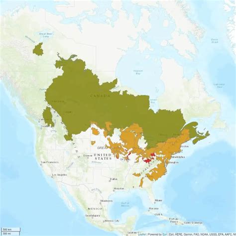 Guide To Yellow Perch Perca Flavescens Pond Informer