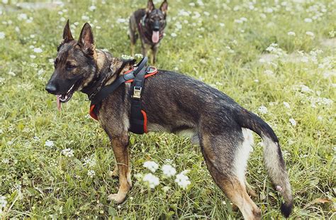 Dog Harnesses / Working Harness - K9 PROFI / PRIDE