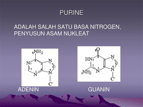 Asam Nukleat Adalah Golongan Senyawa Nukleoprotein Dari Protein
