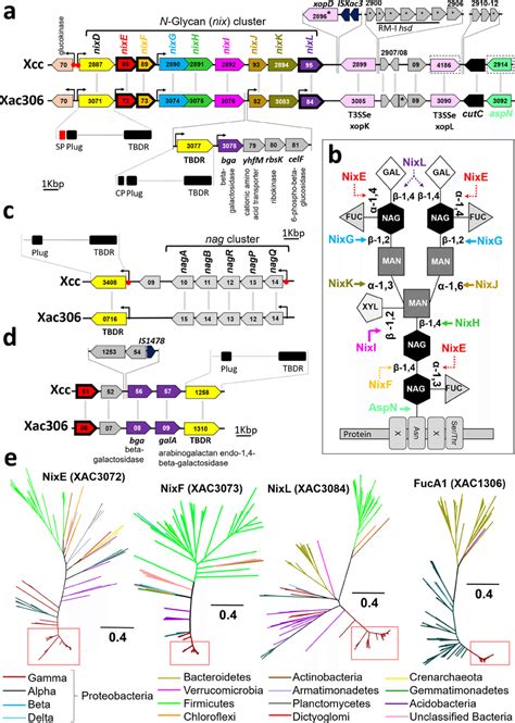 Functional And Syntenic Analysis Of Genes Associated With N Glycans