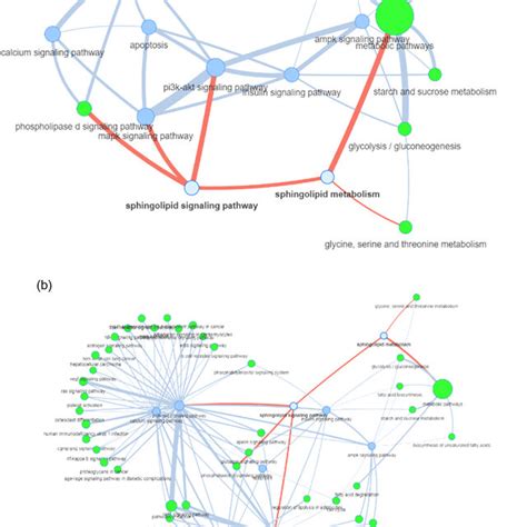 Human Pathway To Pathway Network A Network Of Human Kegg Pathways
