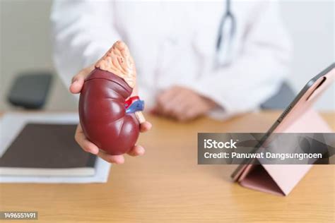 신장 부신 해부학 모델 및 태블릿을 가진 의사 비뇨기 계통 및 결석 질환 암 세계 신장의 날 만성 신장 비뇨기과 신염 신장 이식 및 건강 3월에 대한 스톡 사진 및 기타