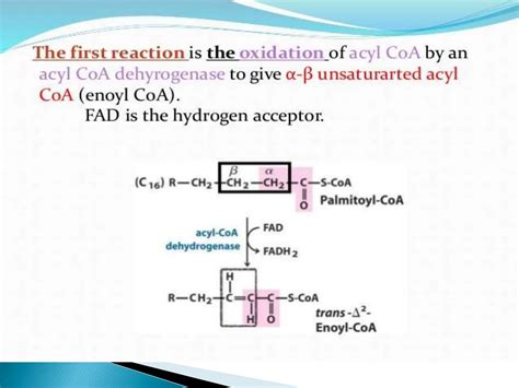 Beta Oxidationpptx