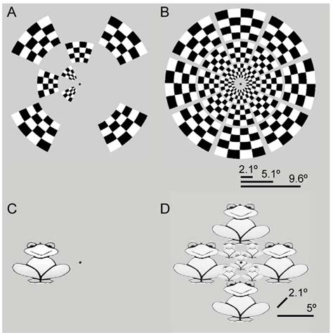 Figure 1 From Retinotopic Maps Spatial Tuning And Locations Of Human