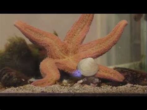 Star Fish Eating Clam YouTube Clams Fish Starfish