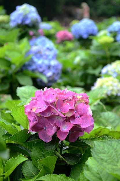 Premium Photo Hydrangea Macrophylla In The Garden