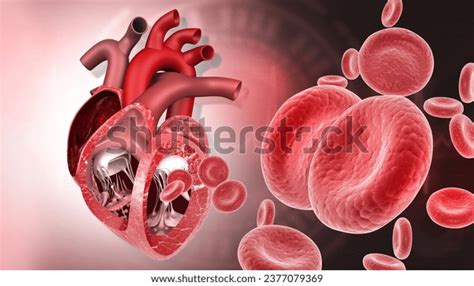 3d Human Antomy Over 11 Royalty Free Licensable Stock Illustrations And Drawings Shutterstock