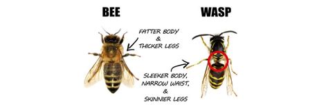 Wasps And Bee Control How To Get Rid Of Wasps And Bees Diy Wasp And Bee