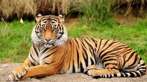 T Ng B C H Ng D N V Con H Nh R Ng A B N V O Thi N Nhi N