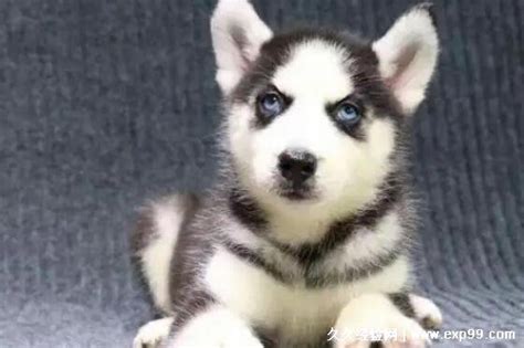 狗狗品种大全及图片和名字和价格，普遍千元起 很多常见狗狗 — 久久经验网