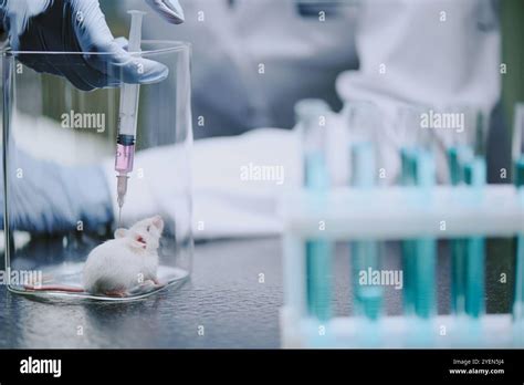 Gloved Researcher Holding Syringe And Injecting Solution Into A White Mouse For Scientific
