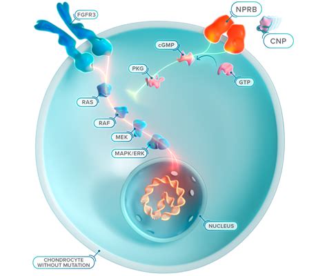 What Causes Achondroplasia Fgfr3 Gene Mutation