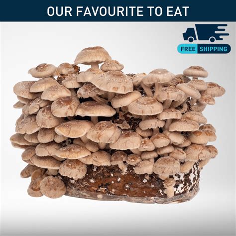 Shiitake Mushroom Grow Kit Grow Your Own Mushrooms Mushrooms By