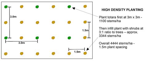 Planting nurse species the concept of succession Tānes Tree Trust Documents