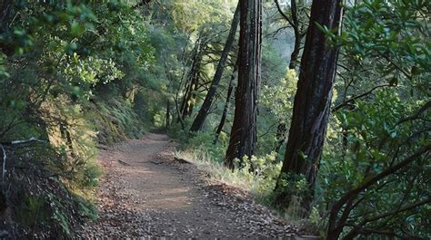 Scenic Nature Hike Through A Forested Trail Premium Ai Generated Image