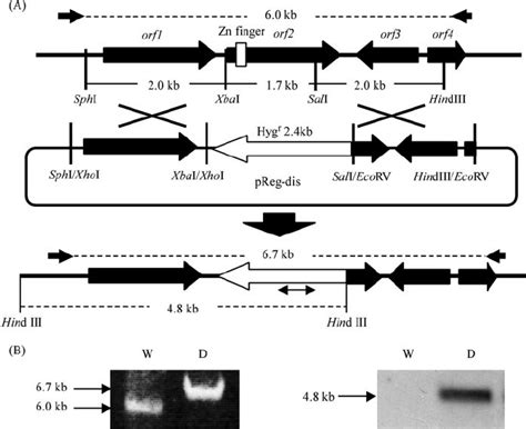 Orf2 Disruption By Double Crossover Via Homologous Recombination A