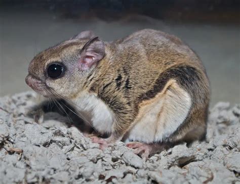 15 Flying Squirrel Facts Your Guide To These Gliding Mammals