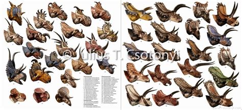 Ceratopsianheadscsotonyi Dinosaurus Schedel