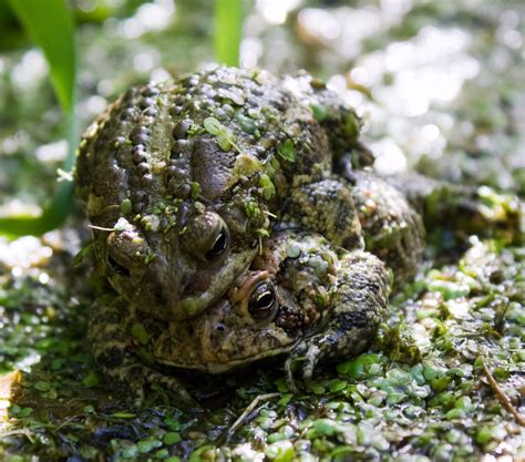 Toad Sex These Toads Are Locked Together To Make Newer Sm Flickr