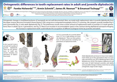 Pdf Ontogenetic Differences In Tooth Replacement Rates In Adult And