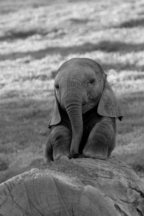 Cute Elephant Wallpapers Top Free Cute Elephant Backgrounds