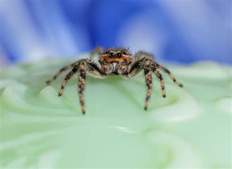 Tan Jumping Spider Platycryptus Undatus Against Green And Blue Background Stock Image Image